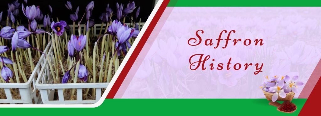 Saffron History - Kashmir Kesar Kingdom